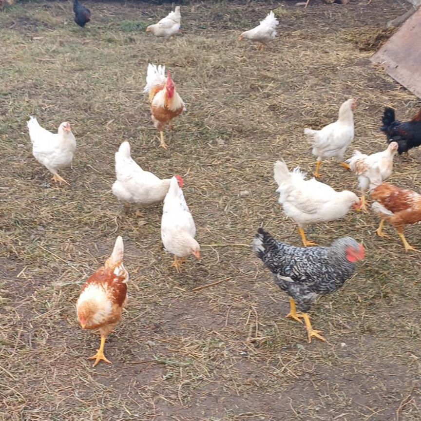 Продаём кур молодок
