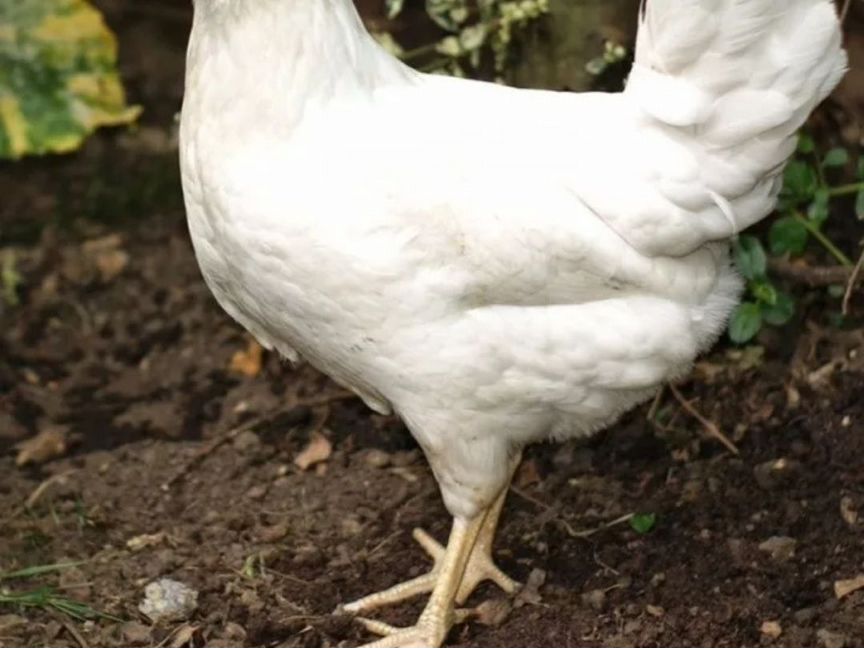 Куры несушки продам