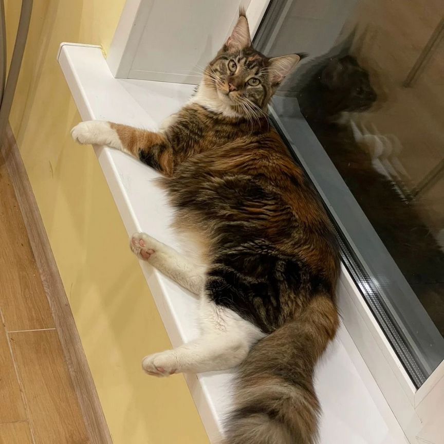 Мейн кун девочка