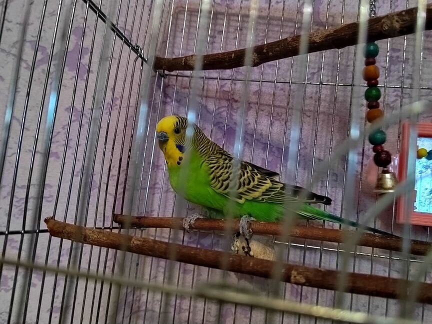 Волнистый попугай