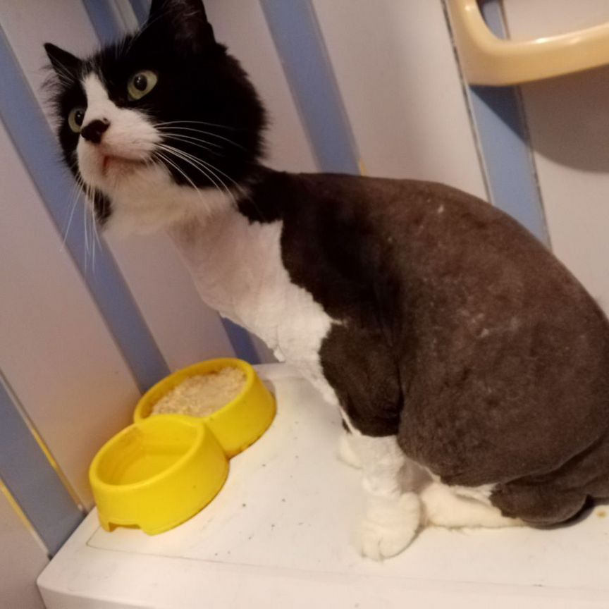 Котик породы дворянской :)