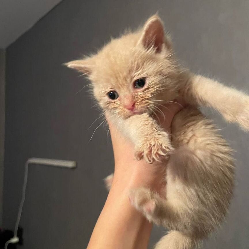 Котята породистые бесплатно