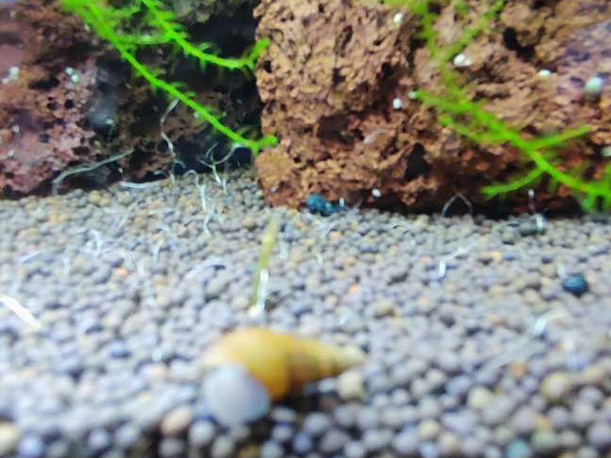 Улитка Мелания