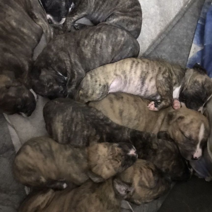 Щенки американского стаффорда