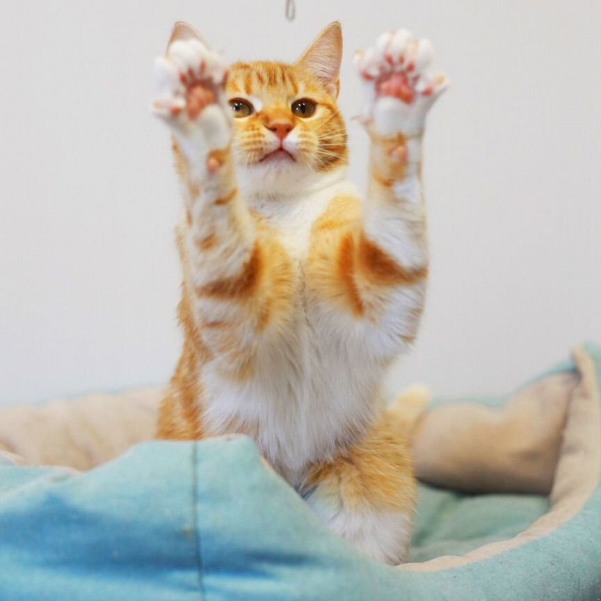 Котёнок из приюта