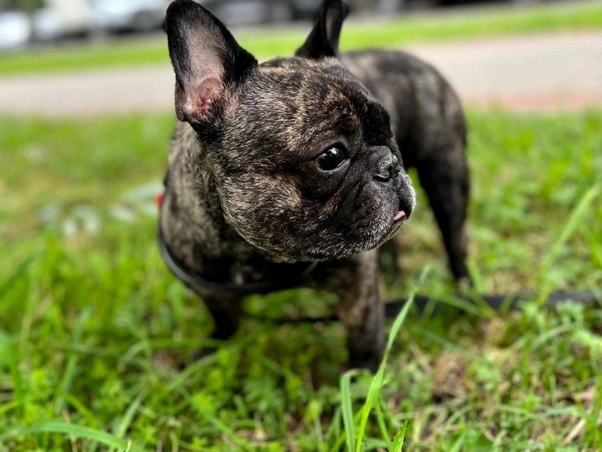 Французский бульдог Бучик бесплатно