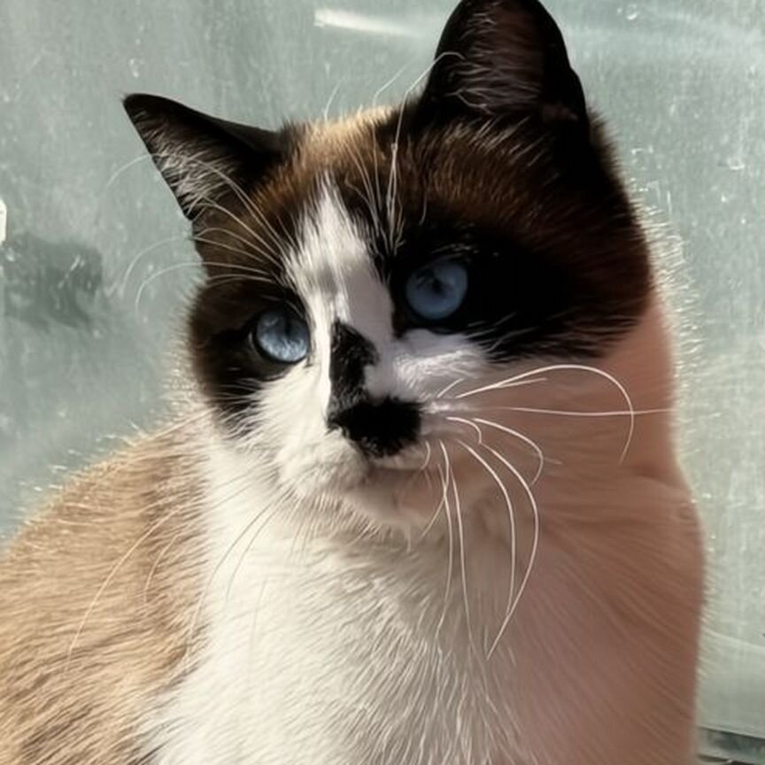 Сиамская, взрослая кошка