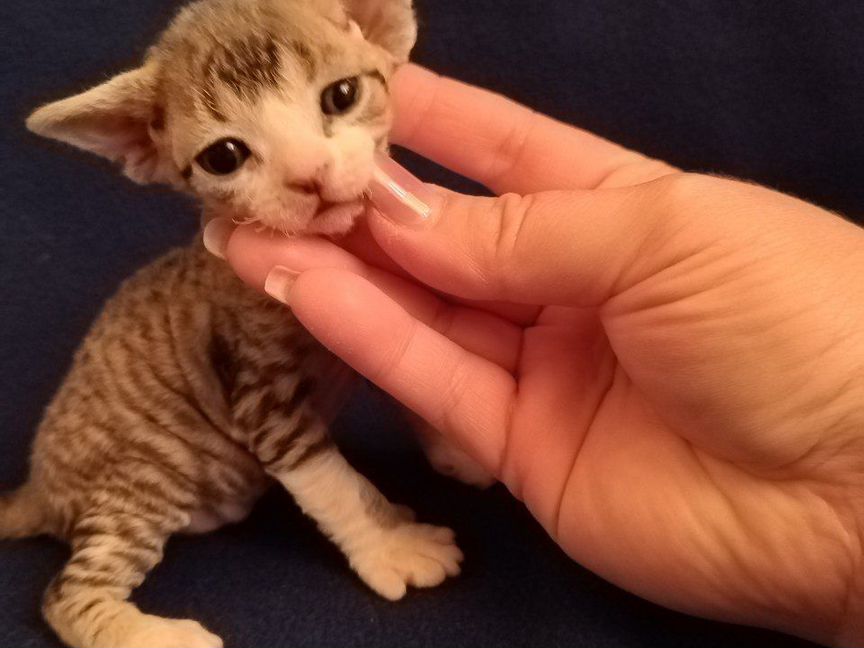 Девон- рексики