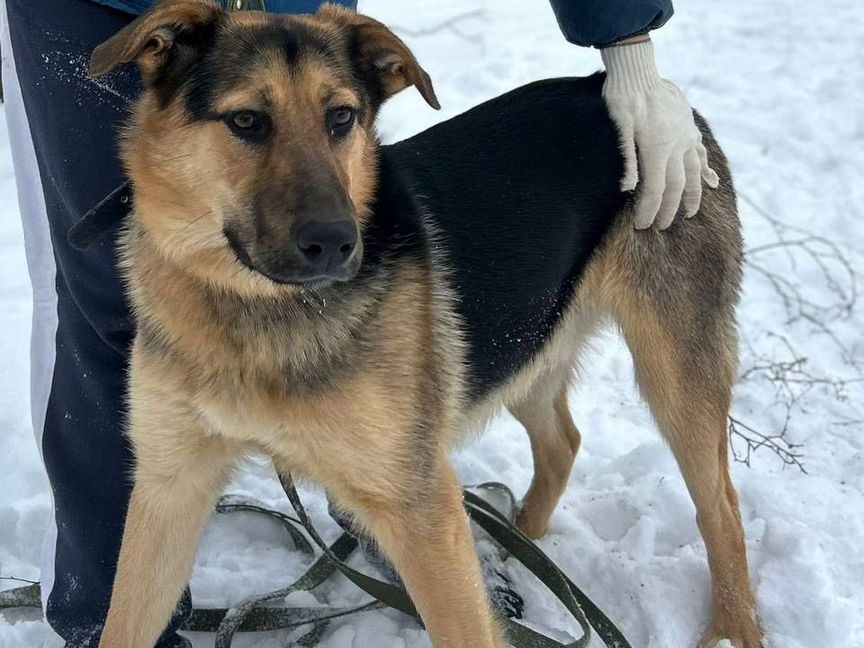 Молодой пес ждет своих родителей