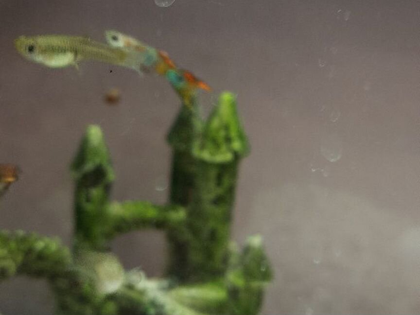 Гуппи эндлера