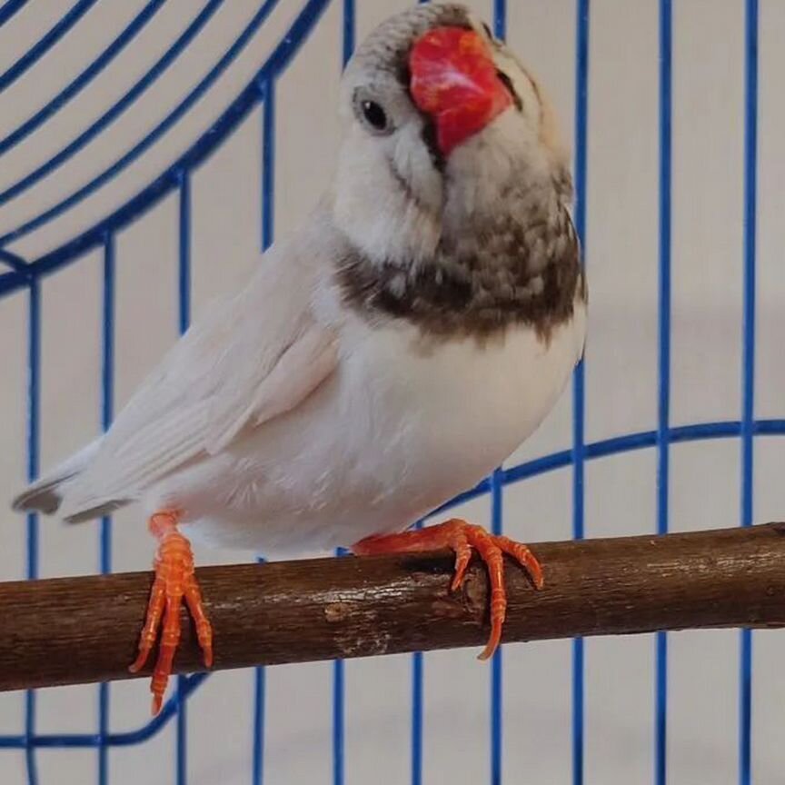 Зебровая амадина самец