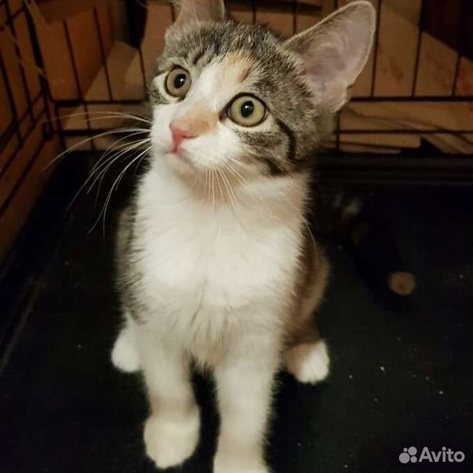 Котеное девочка