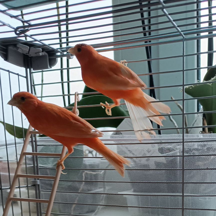 Кенар и канарейка