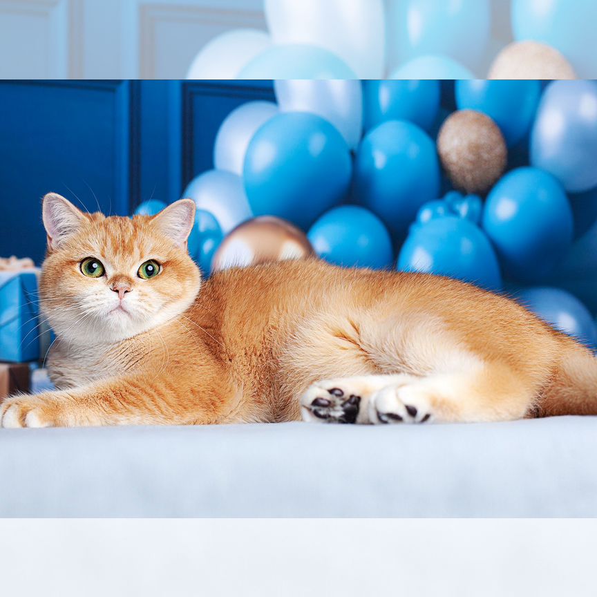 Шотландская прямоухая короткошёрстная кошка, взрослая