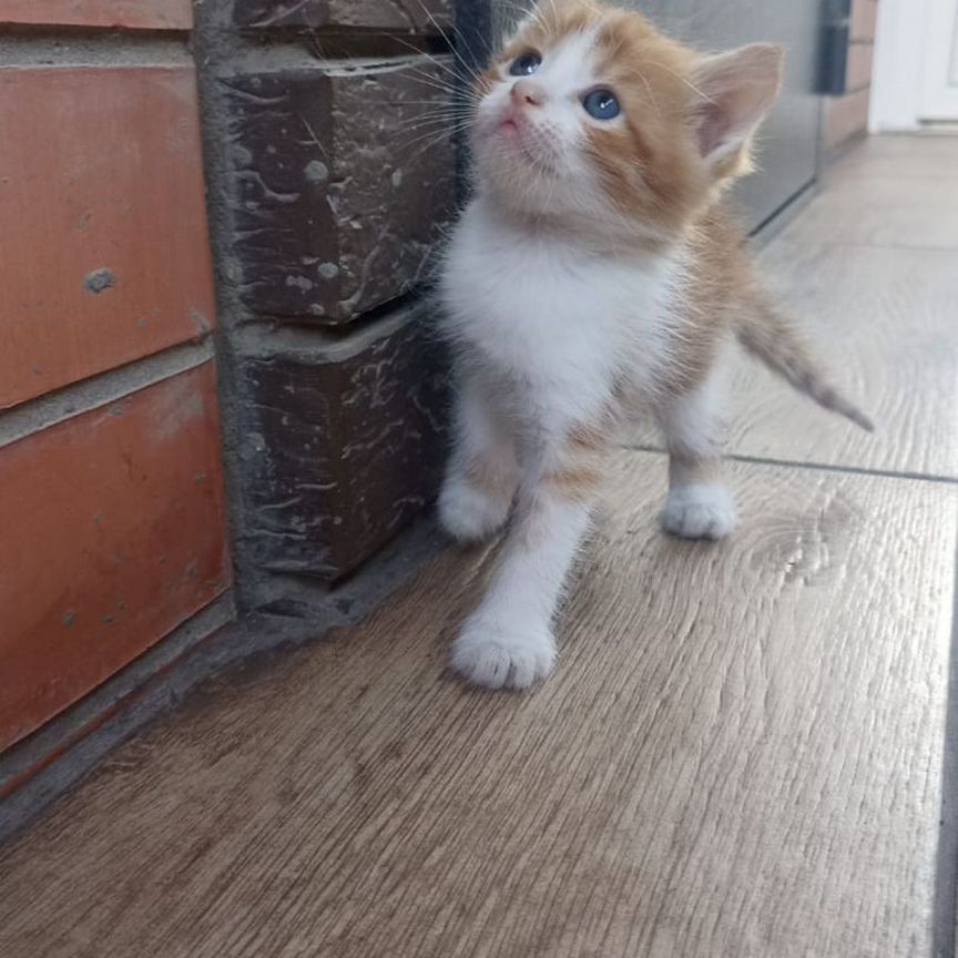 Кошечка рыжая 1.5 Мес
