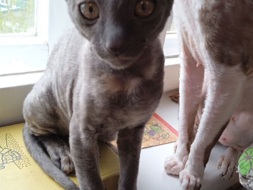 Корниш-рекс