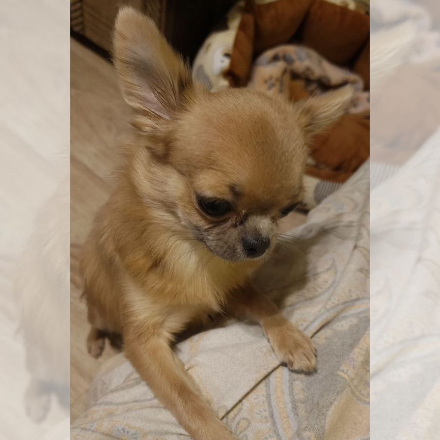 Чихуахуа, щенок