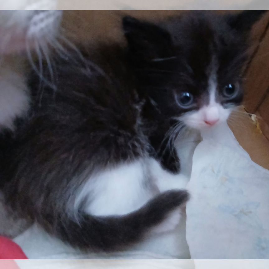 Котёнок в добрые руки