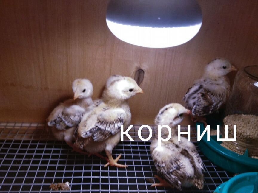 Цыплята