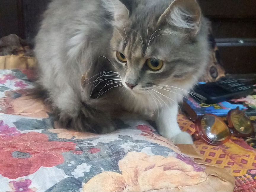 Кошка