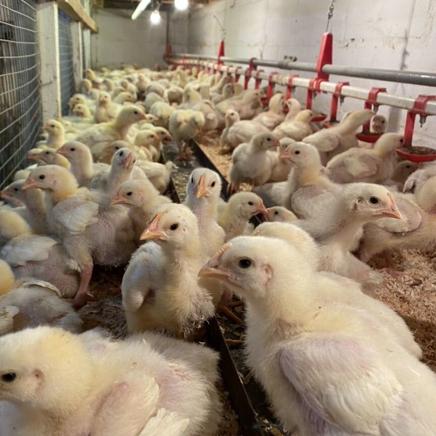 Работник на птицеферму