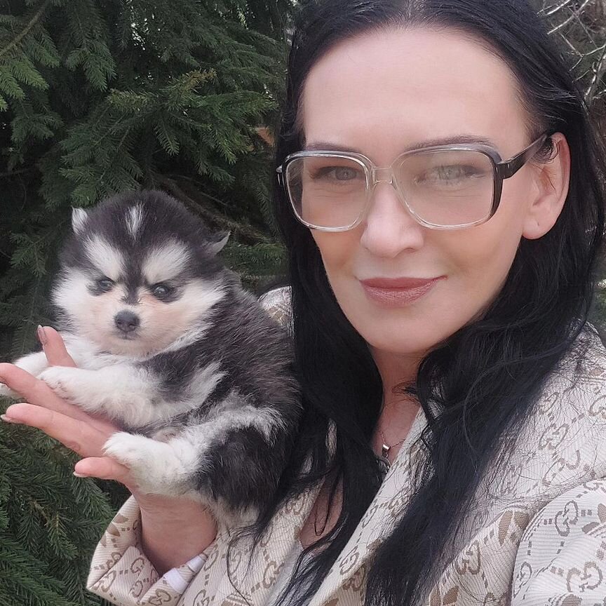 Помски, щенок