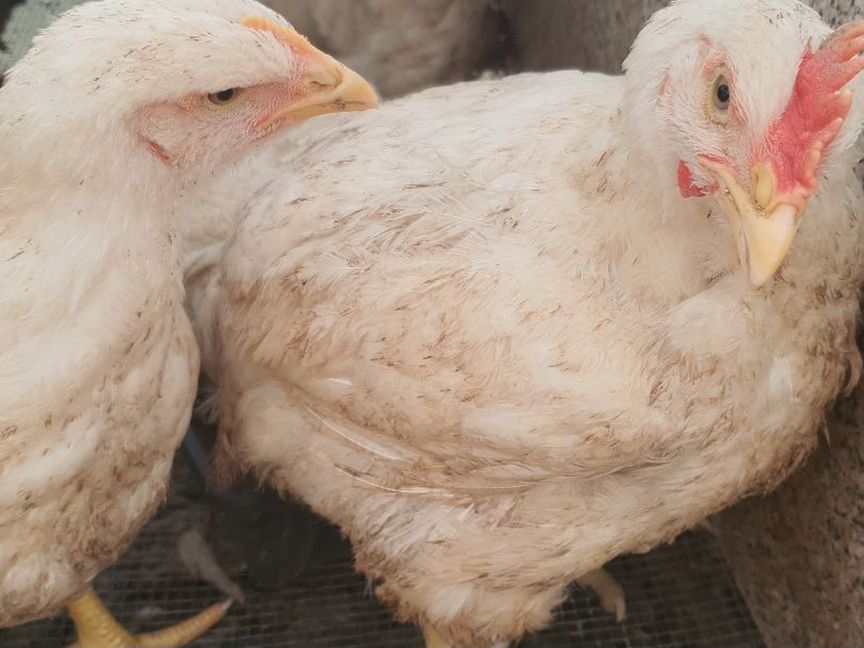 Цыплята бройлеры кобб 500