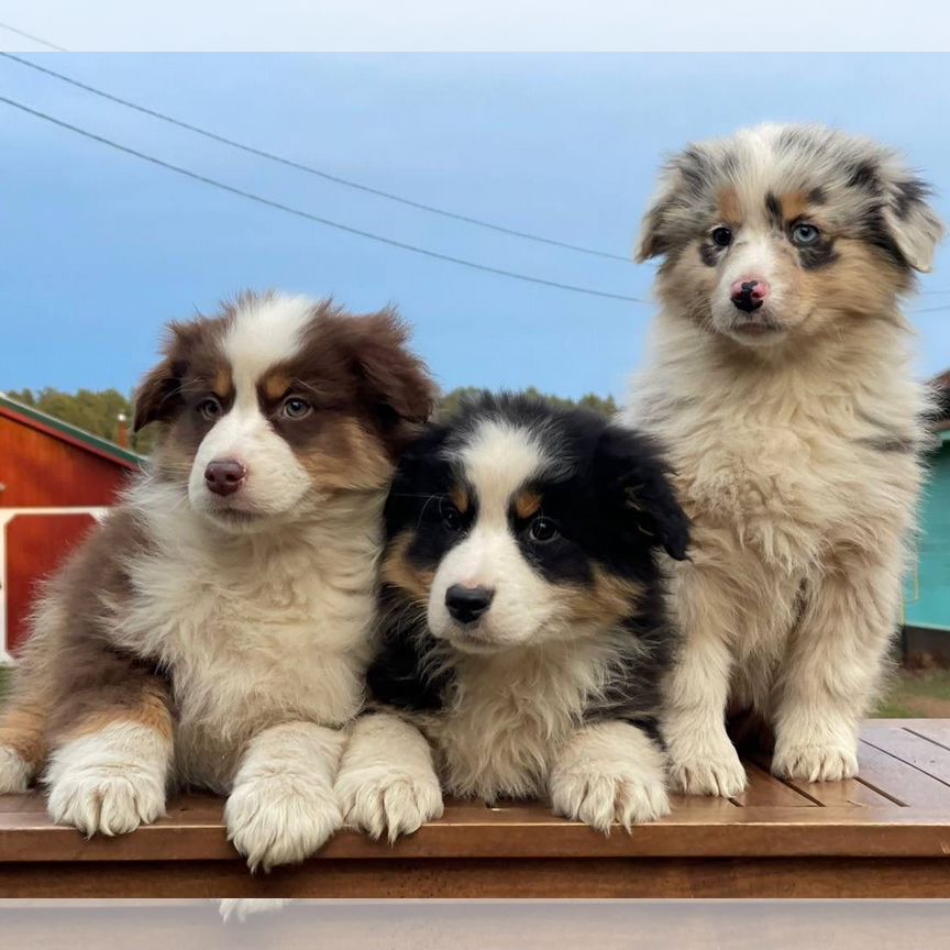 Щенок в добрые руки