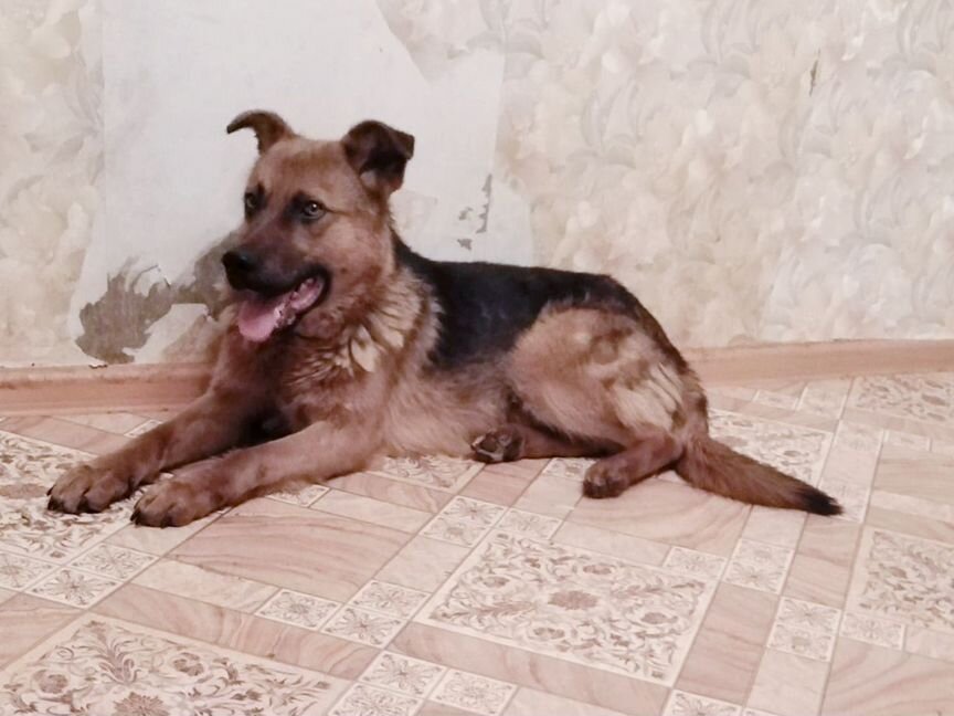 Отдам молодого кобеля. Кастрирован