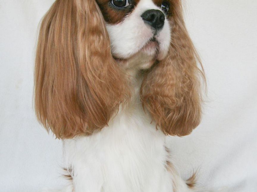 Вязка кавалер кинг чарльз спаниель