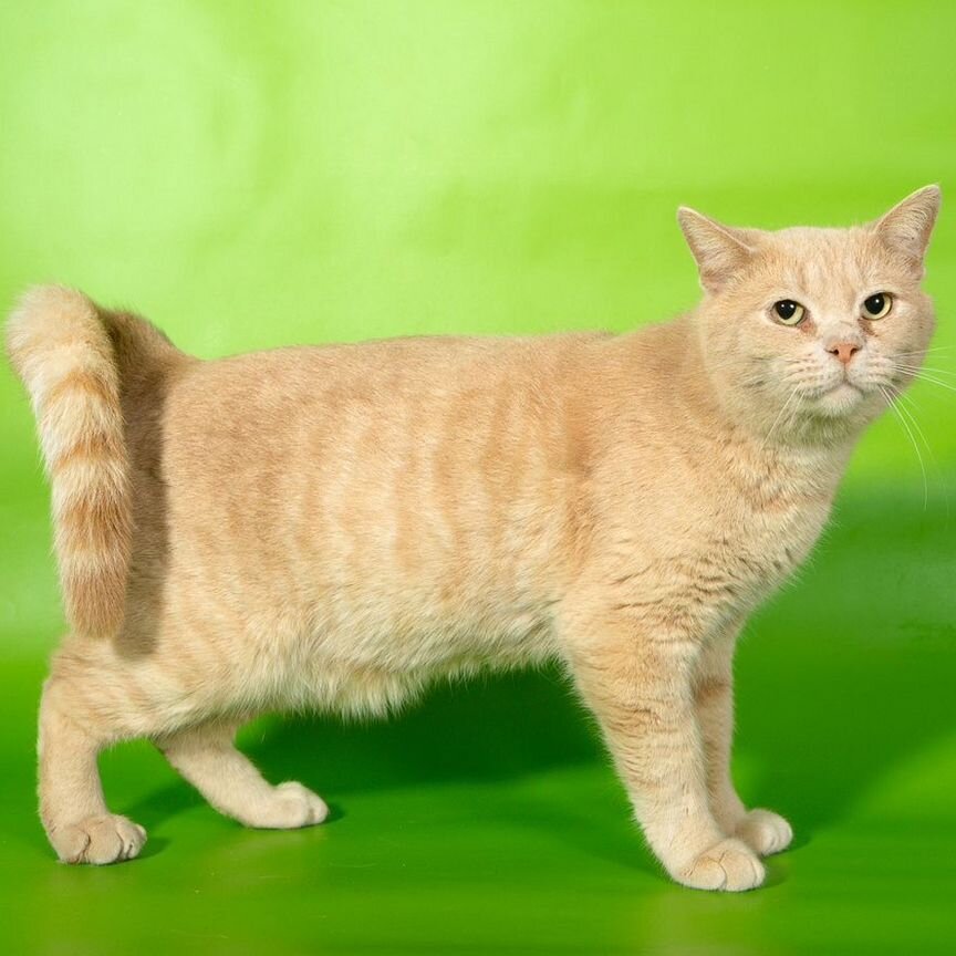 Рыжий кот всем котам кот