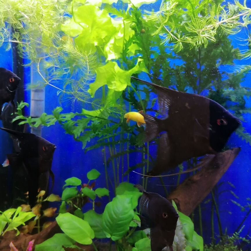 Взрослые скалярии