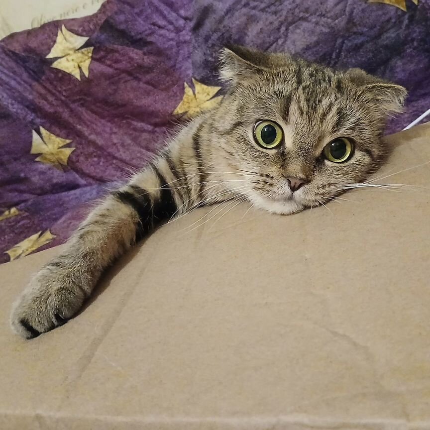 Шотландская кошечка