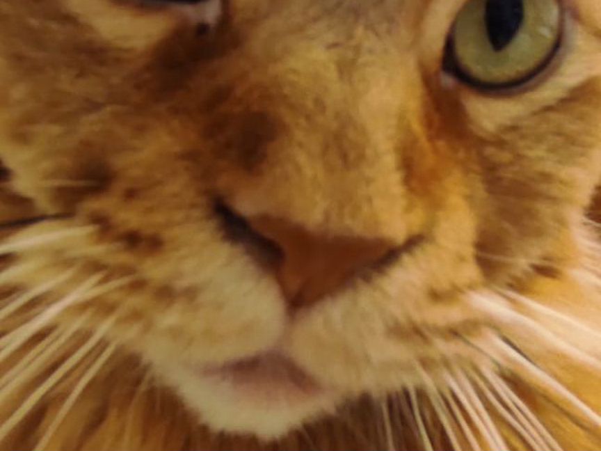 Легендарный златогривый кот герой