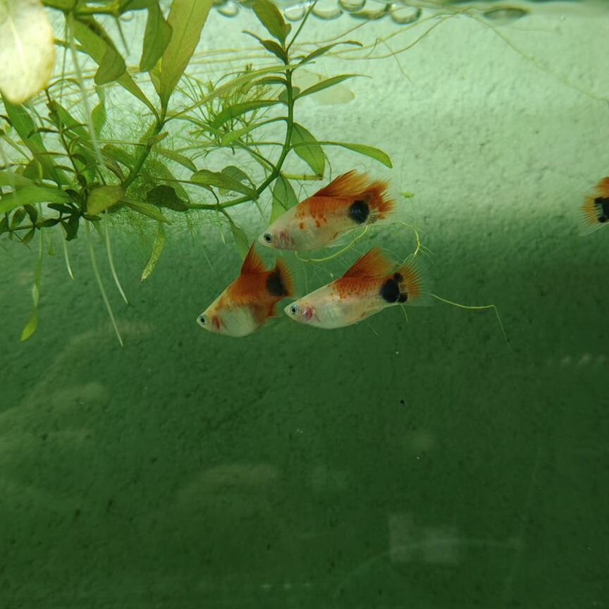 Пицилия каролина