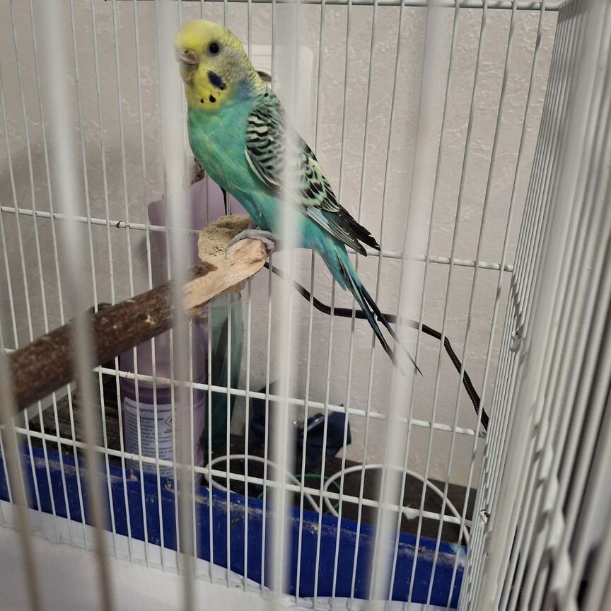 Волнистый попугай с клеткой