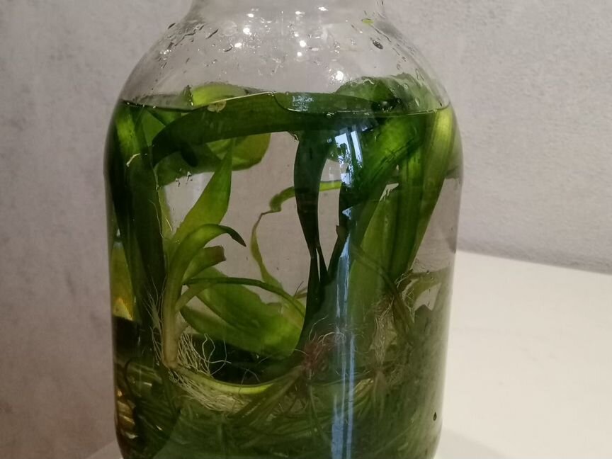 Водоросли " валиснерия"