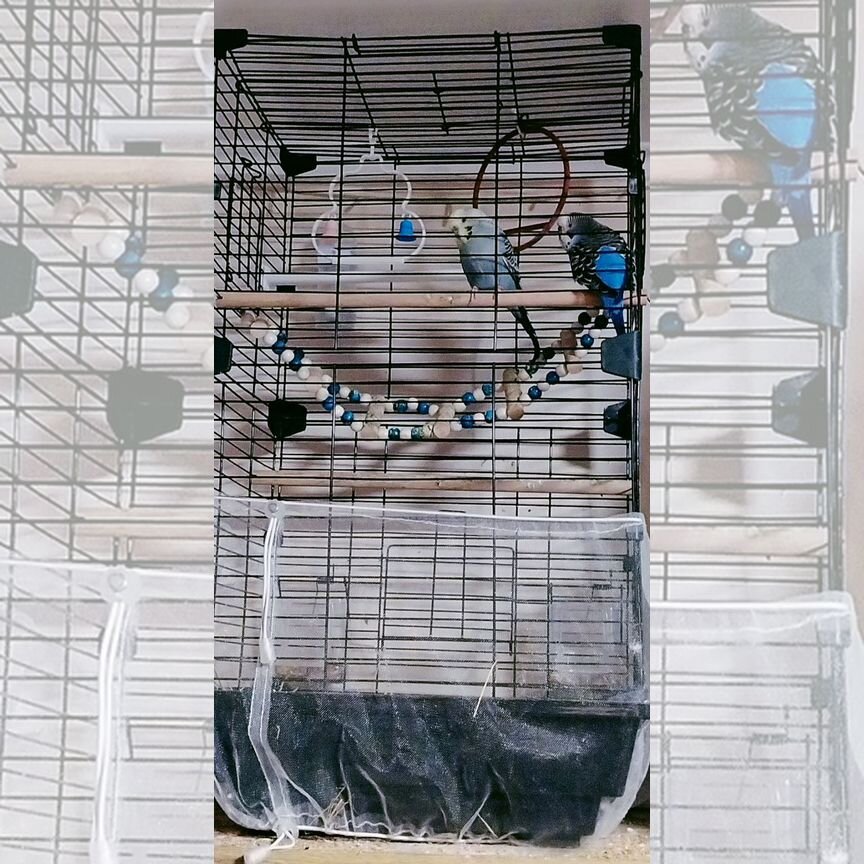 Волнистый попугай с клеткой