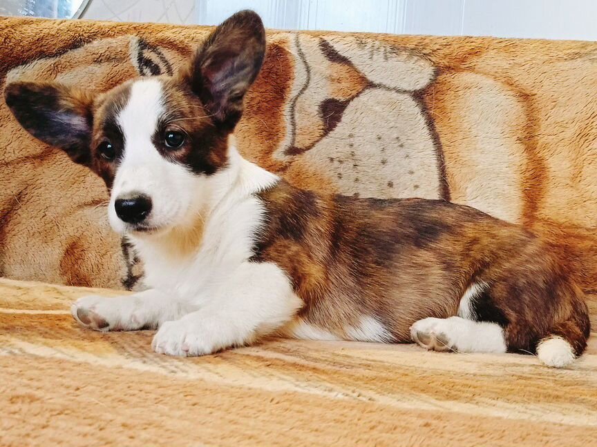 Корги кардиганчик