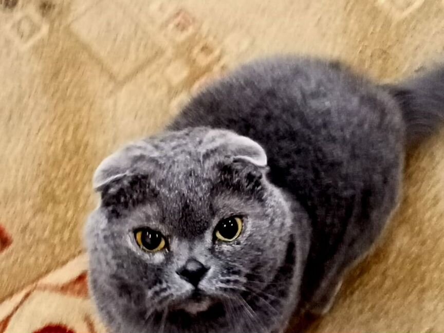 Шотландская кошка в хорошие руки