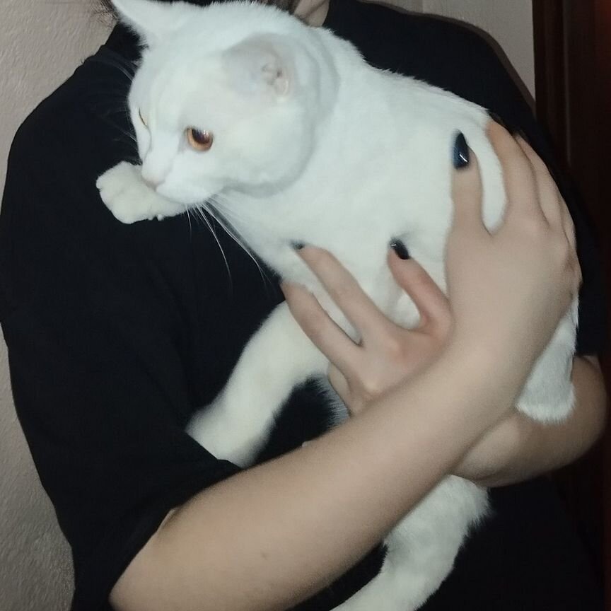 Взрослый кот в добрые руки