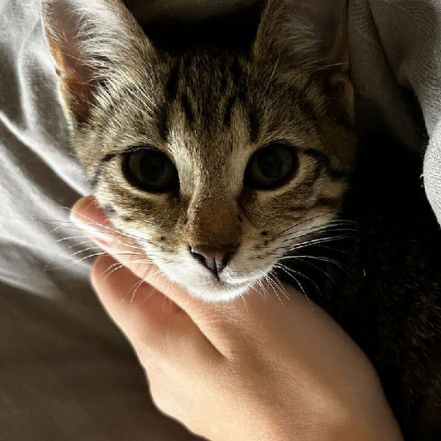 Малышка, чудесный котёнок, в поисках дома
