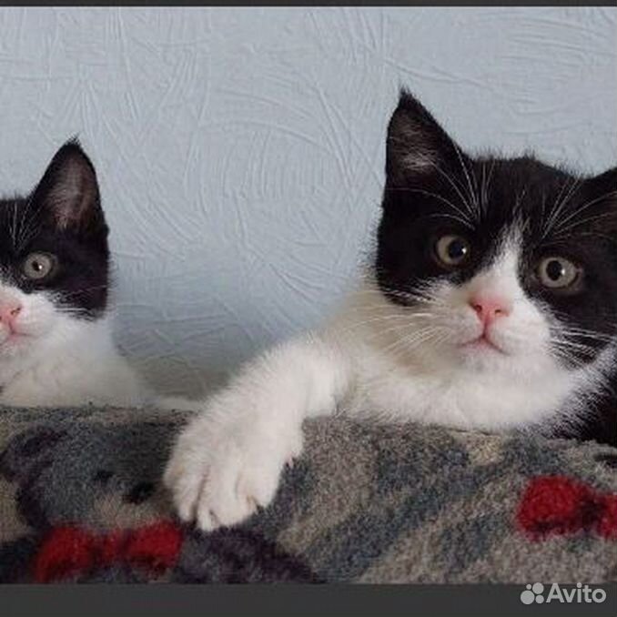 Отдам котят без оплаты