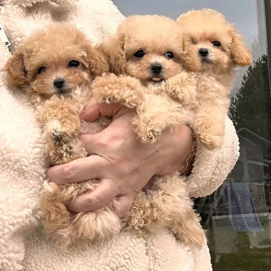 Той-пудель, щенок