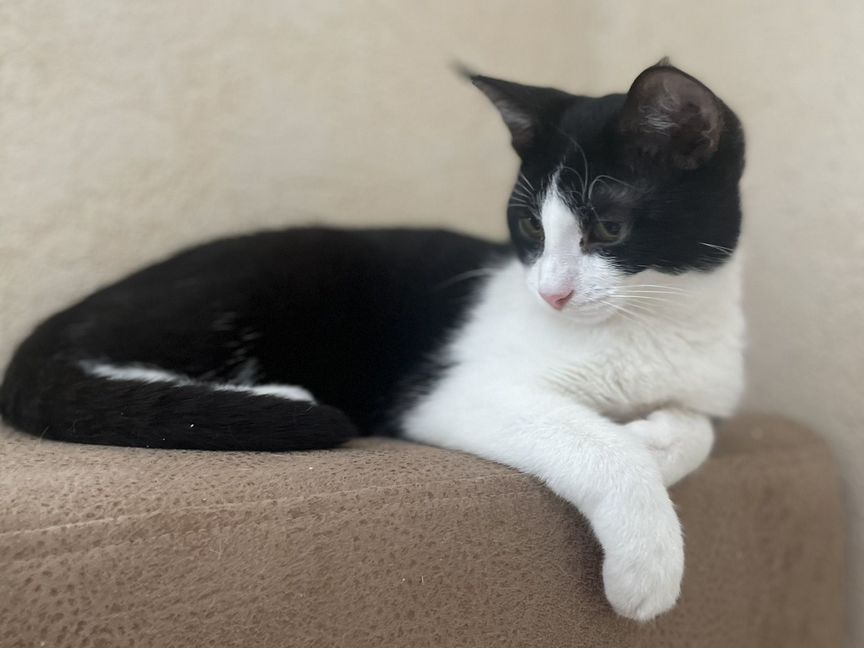 Очень ласковые, очень умные Котята в добрые руки