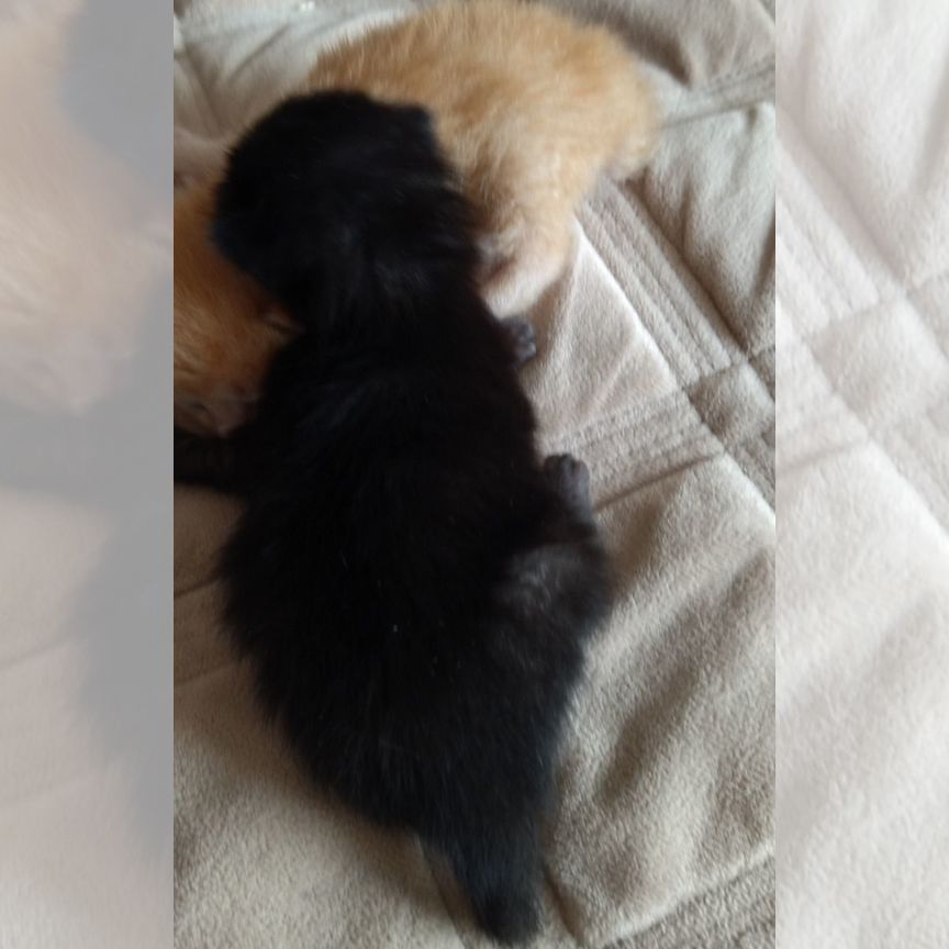 Курильский бобтейл длинношёрстный котёнок