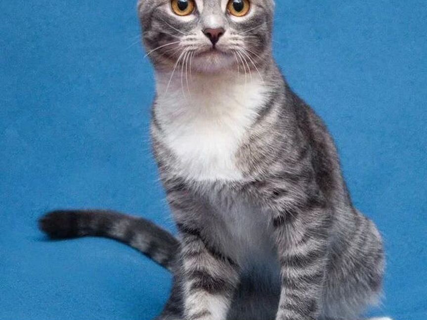Котики бесплатно