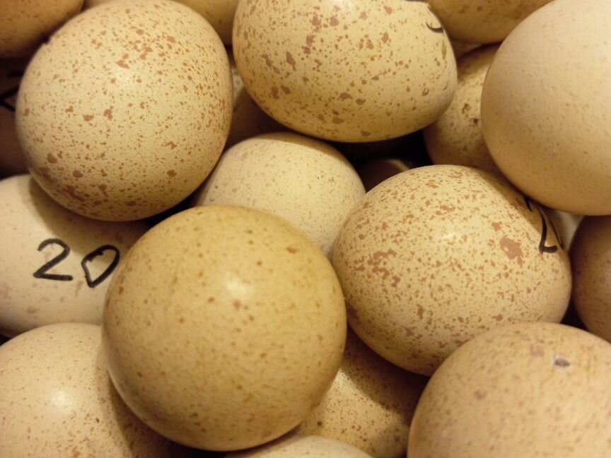 Яйцо кеклика