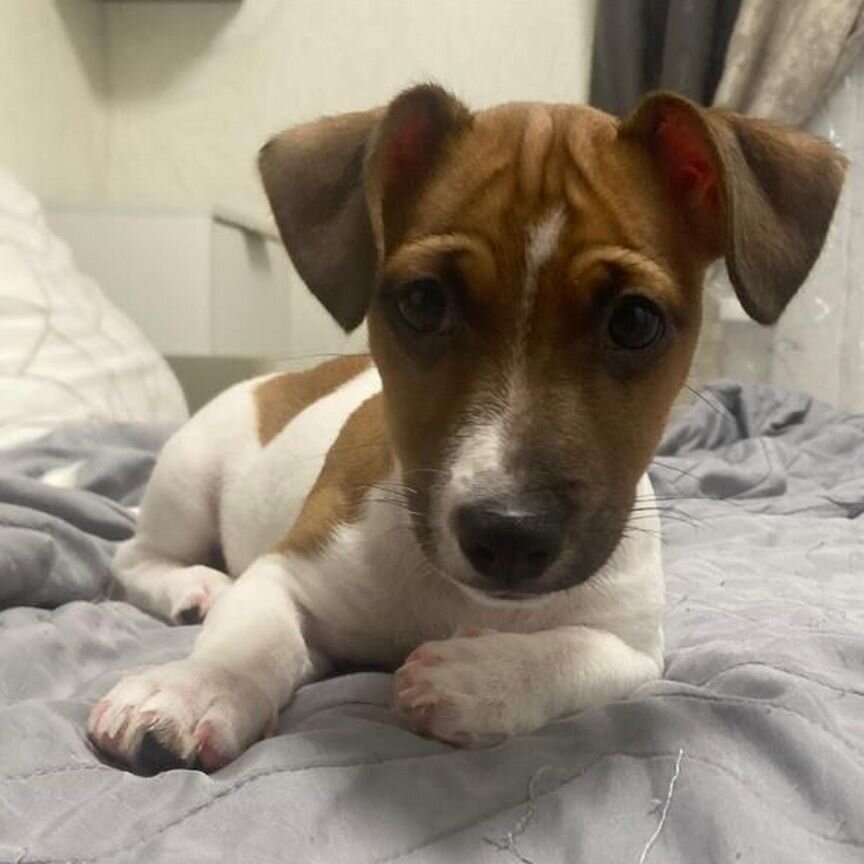 Джек-рассел-терьер, щенок