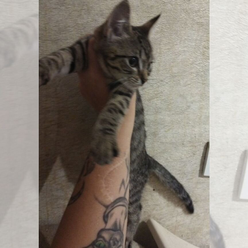 Котёнок в добрые руки